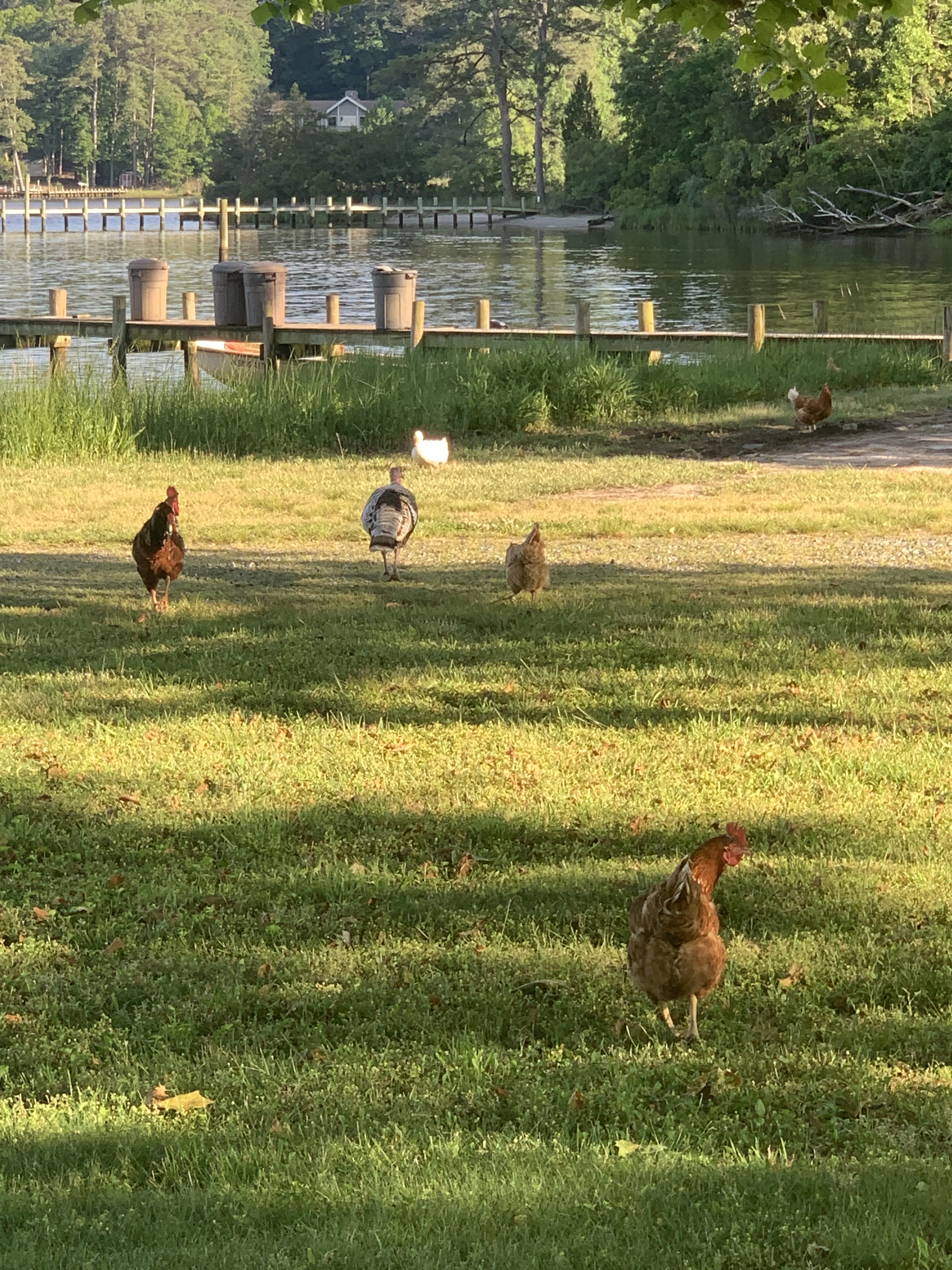 No Spring Chickens – Lingering Lunacy